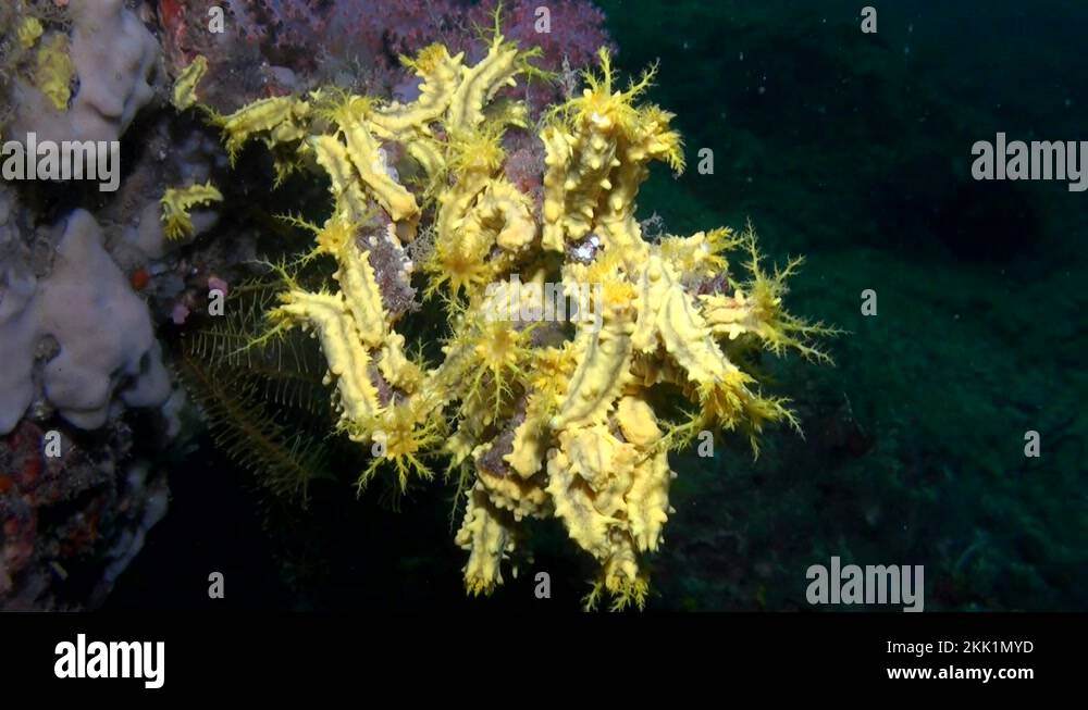 Tropical sea cucumber Stock Videos & Footage - HD and 4K Video Clips ...