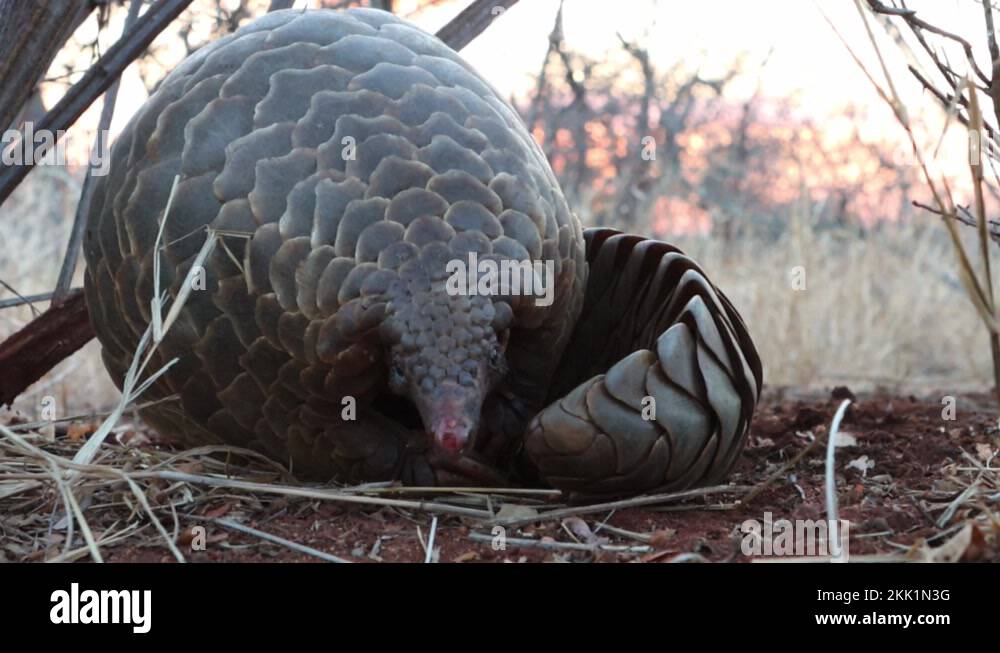 A rare cape pangolin Stock Videos & Footage - HD and 4K Video Clips - Alamy