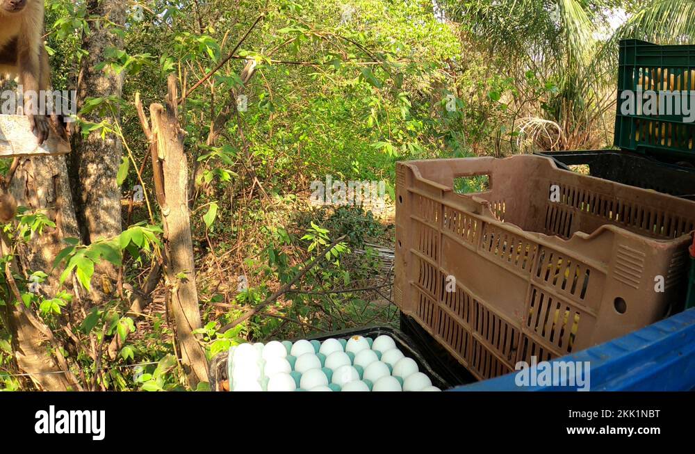 Monkey stealing Stock Videos & Footage - HD and 4K Video Clips - Alamy