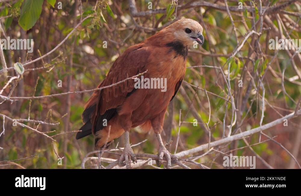 Hawk on a tree Stock Videos & Footage - HD and 4K Video Clips - Alamy