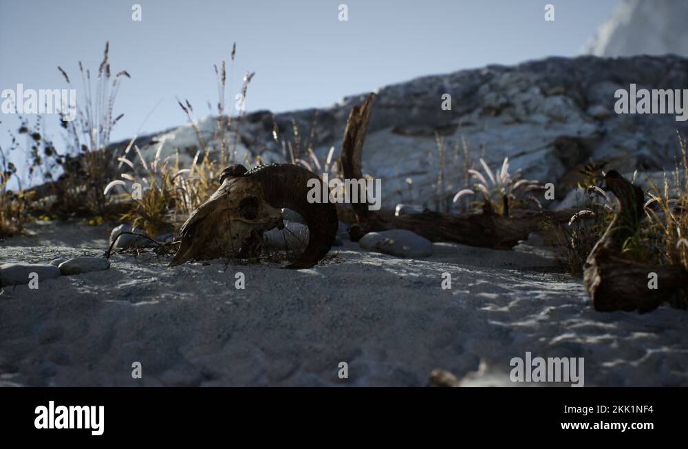 Skull of a dead ram in the desert Stock Video Footage - Alamy