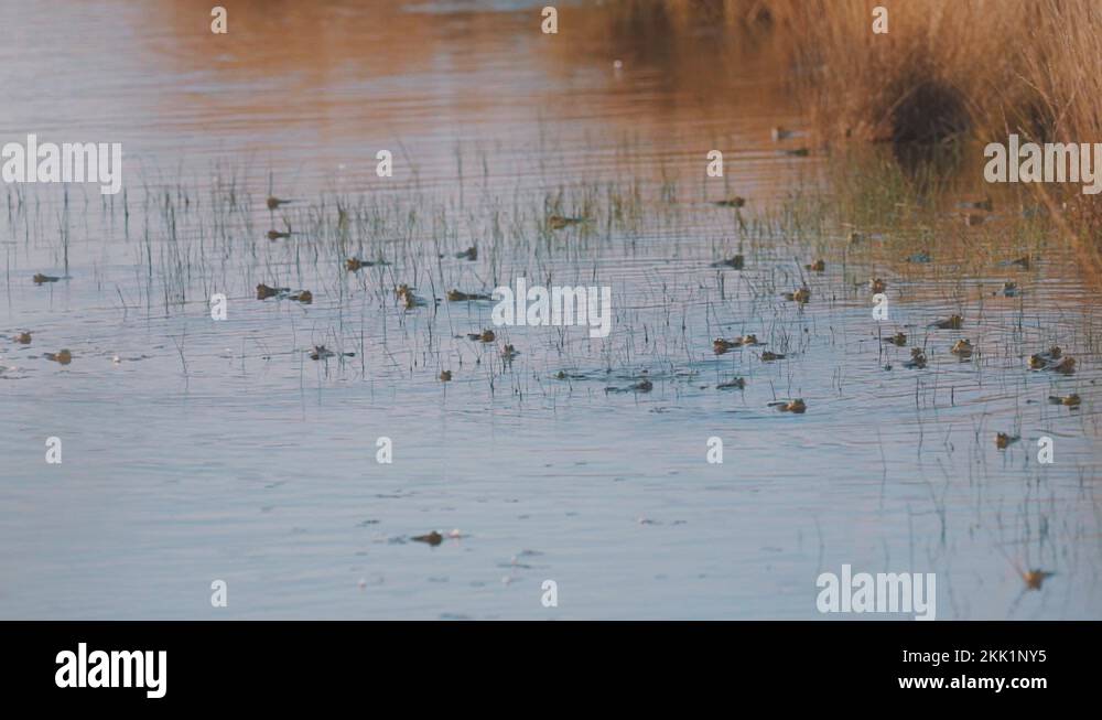 Common frog jumping out the water Stock Videos & Footage - HD and 4K ...