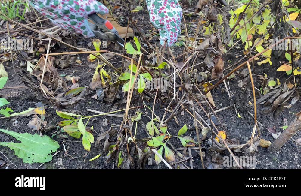 Reed cutter Stock Videos & Footage - HD and 4K Video Clips - Alamy
