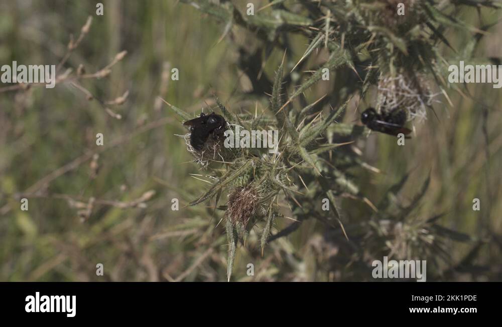 Carpenter bee pollination Stock Videos & Footage - HD and 4K Video ...