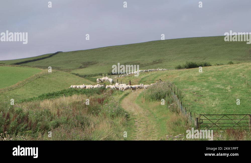 Rural countryside path sheep Stock Videos & Footage - HD and 4K Video ...
