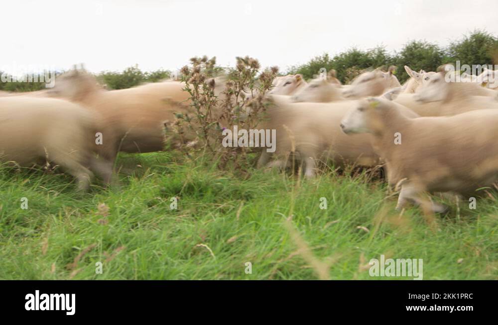 Sheep plant Stock Videos & Footage - HD and 4K Video Clips - Alamy