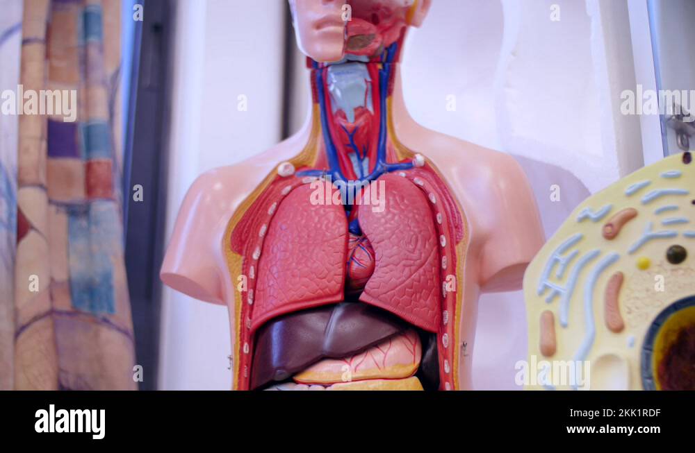 Scientist human anatomy model Stock Videos & Footage - HD and 4K Video ...