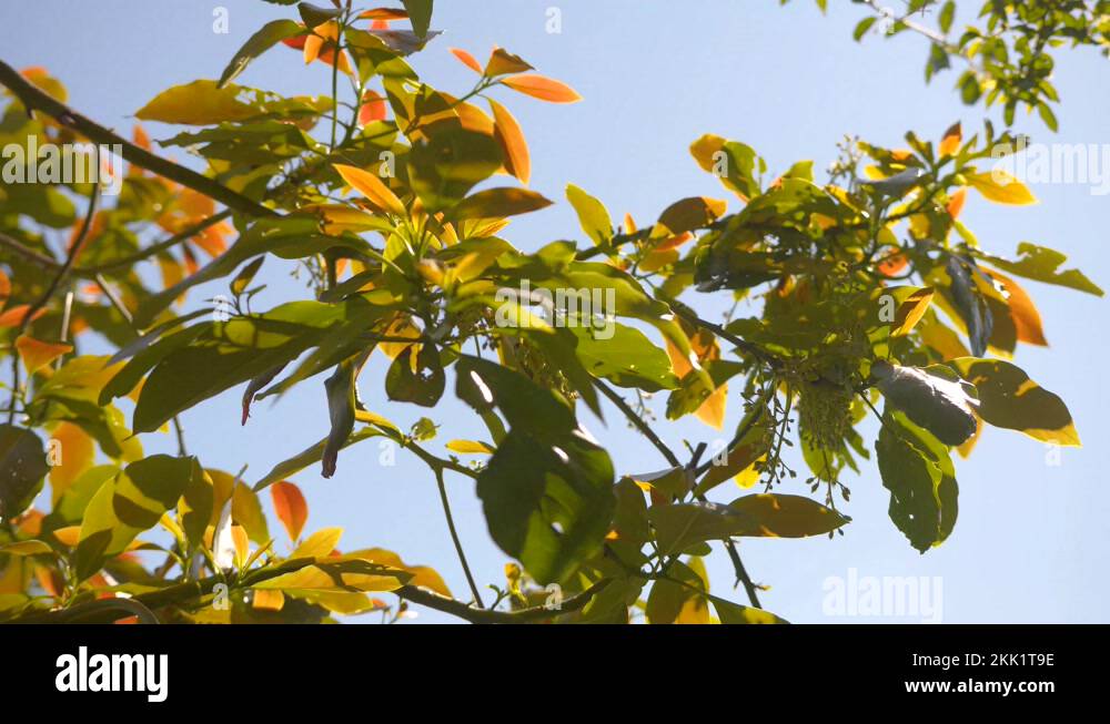 Branches of an avocado tree with flowers, during the spring, with new ...