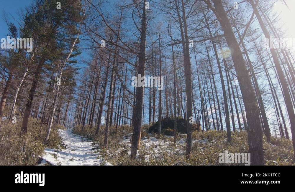 Hero tree Stock Videos & Footage - HD and 4K Video Clips - Alamy