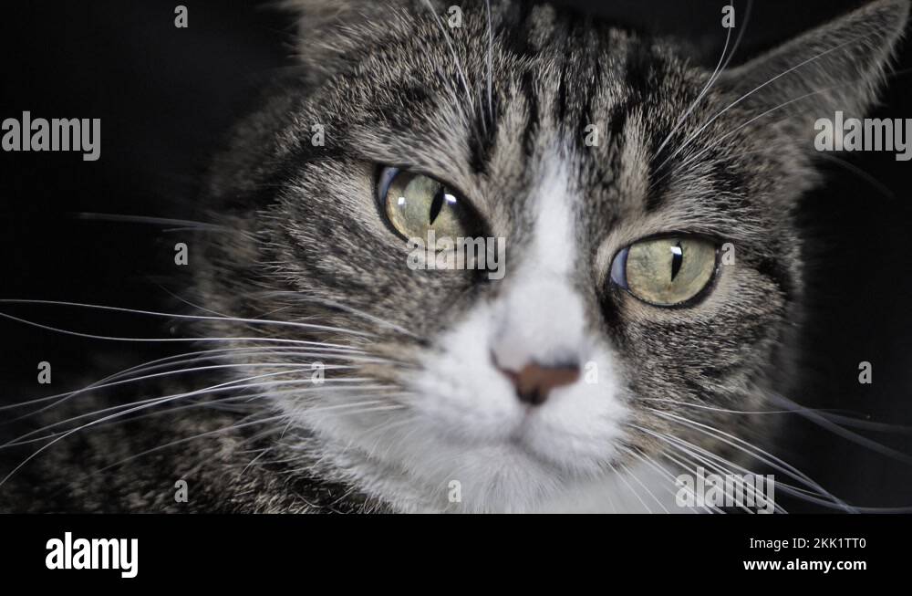 Cat movements Stock Videos & Footage - HD and 4K Video Clips - Alamy