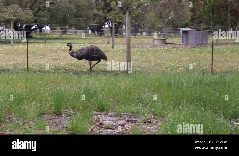 Australian farm scene Stock Videos & Footage - HD and 4K Video Clips ...