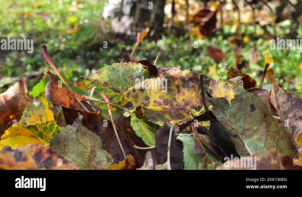 Wire lawn grass rake Stock Videos & Footage - HD and 4K Video Clips - Alamy