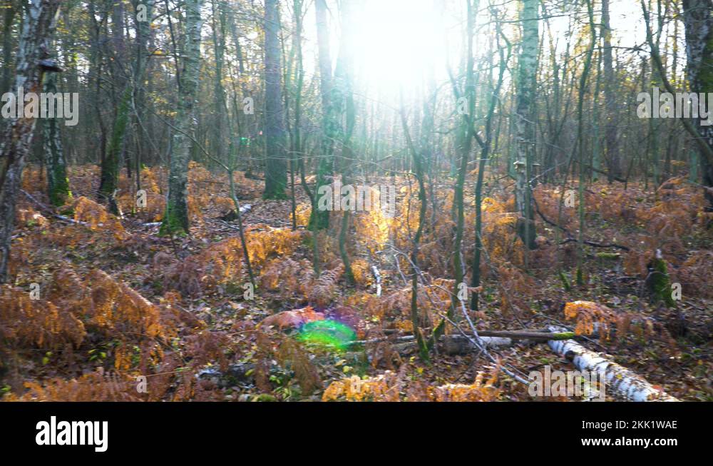 Dead above ground Stock Videos & Footage - HD and 4K Video Clips - Alamy