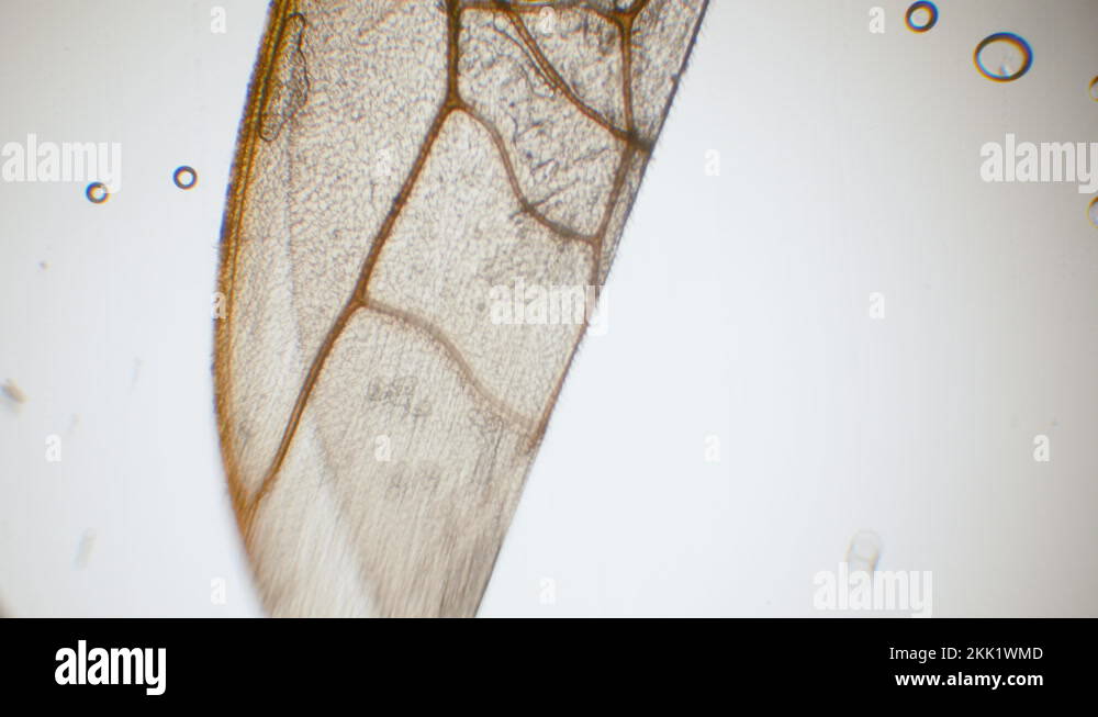 Bee wing structure Stock Videos & Footage - HD and 4K Video Clips - Alamy