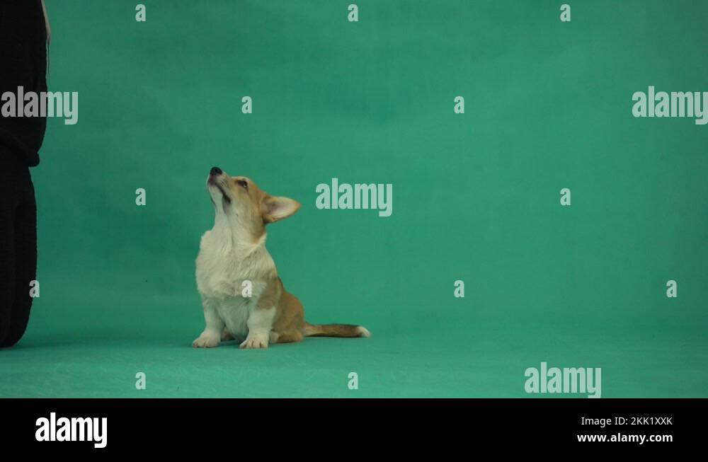 puppy sits and looks on green screen Stock Video Footage - Alamy