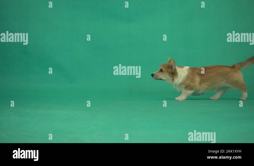 Puppy green screen Stock Videos & Footage - HD and 4K Video Clips - Alamy