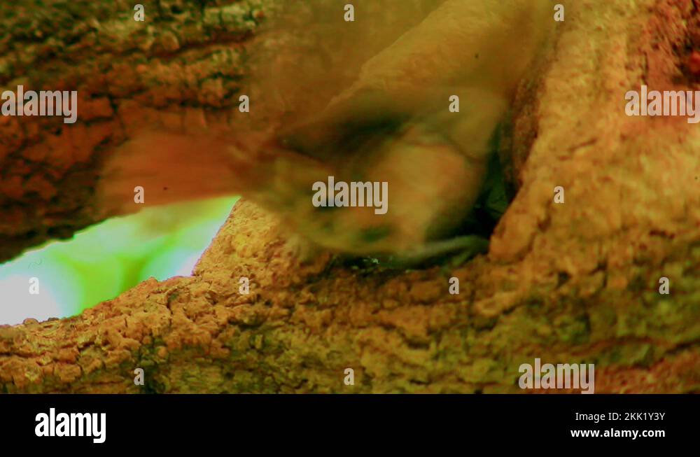 Hollow nesting bird Stock Videos & Footage - HD and 4K Video Clips - Alamy