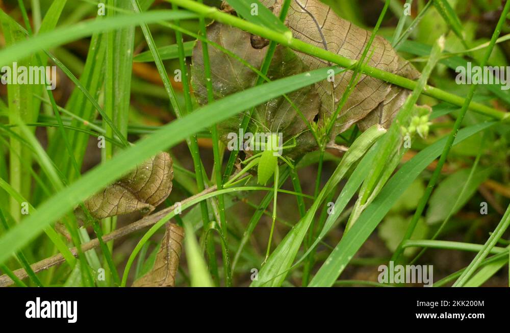 Green insect blends into the grass as it hides in the second growth of ...