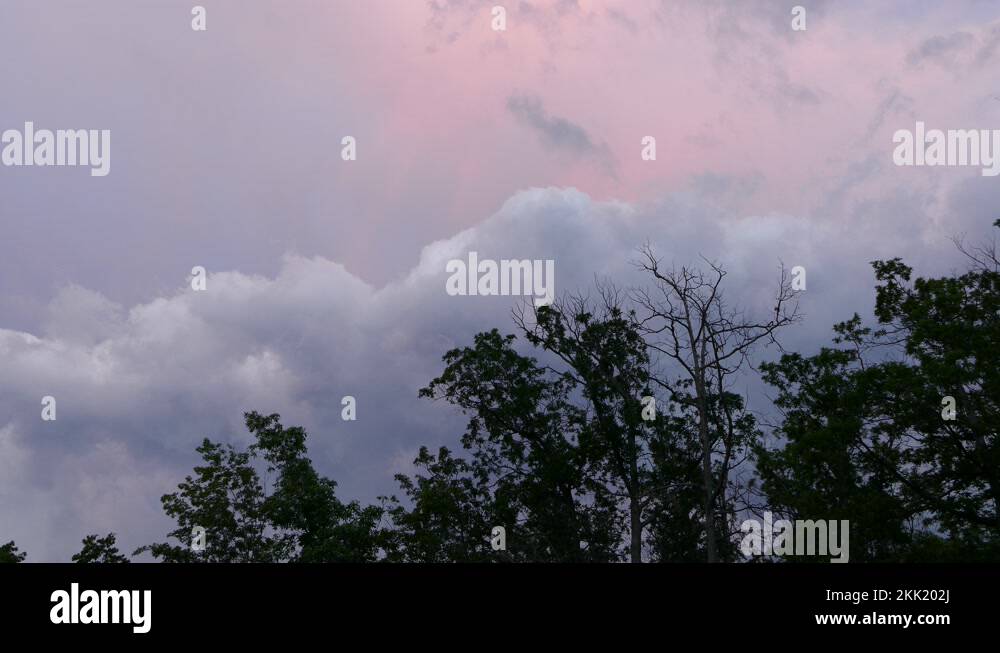 Evergreen tree scape Stock Videos & Footage - HD and 4K Video Clips - Alamy