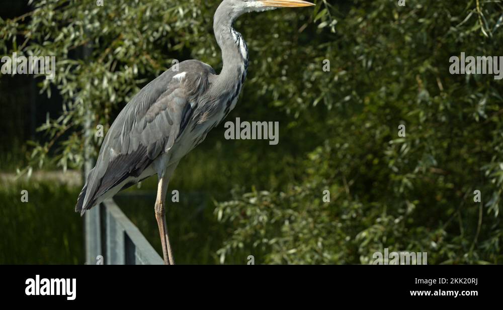 Elongating neck Stock Videos & Footage - HD and 4K Video Clips - Alamy