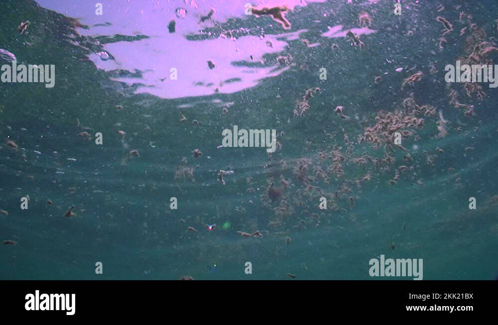 Ocean algae bloom Stock Videos & Footage - HD and 4K Video Clips - Alamy