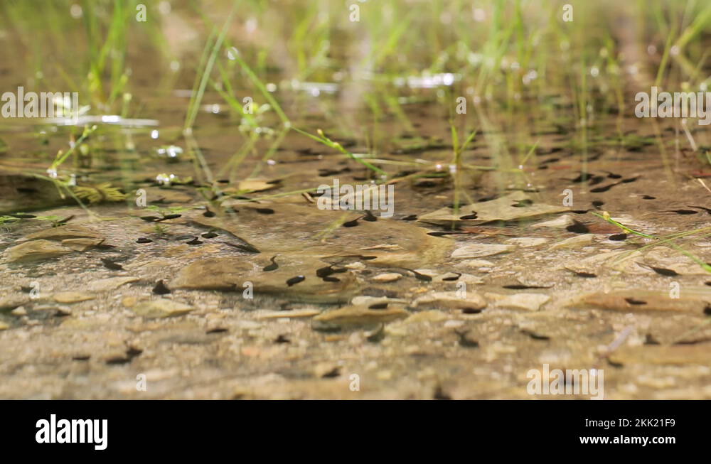 Tadpoles in the lake.Tadpoles are swimming in shallow. Tadpoles ...