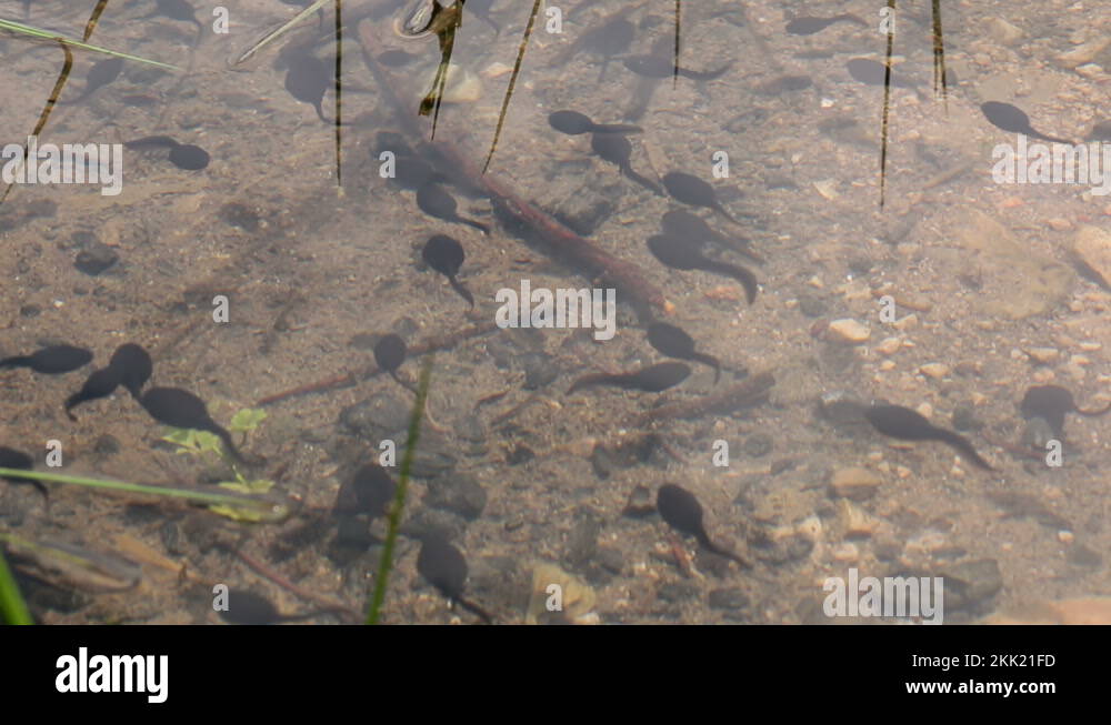 Tadpoles in the lake.Tadpoles are swimming in shallow. Tadpoles ...