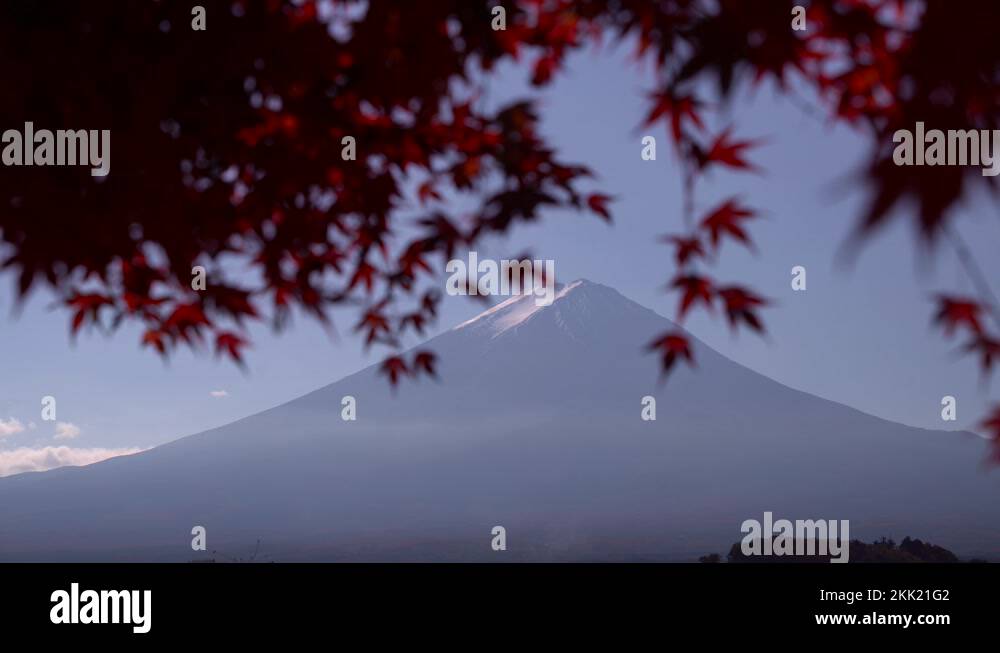 Mount Fuji in distance with Japanese maple leaf framing it on clear ...