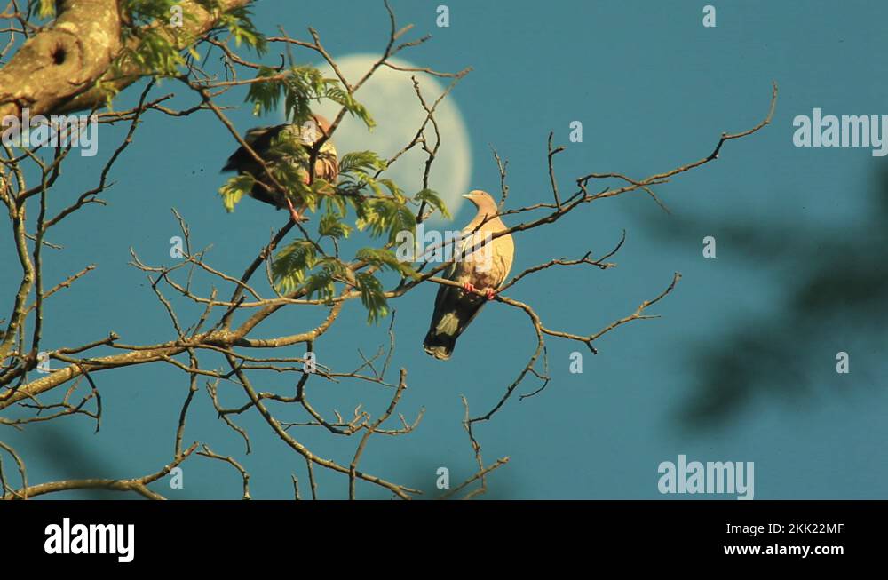 A male dove postures and does a mating dance for a female with the moon ...