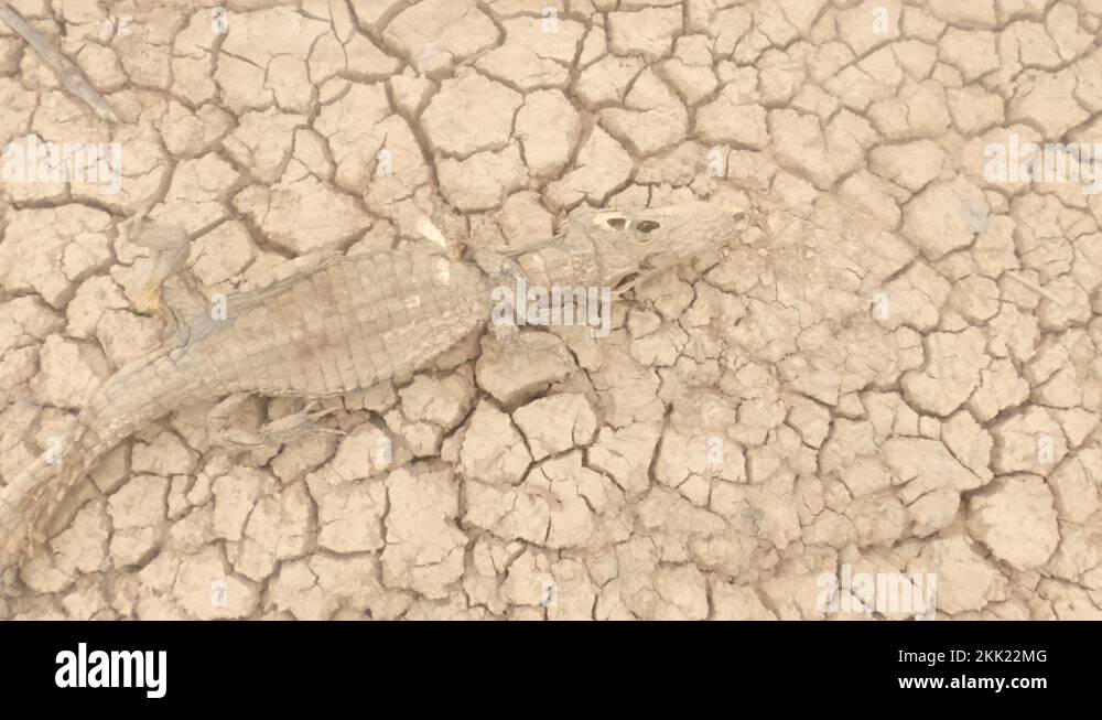 Dead caiman Stock Videos & Footage - HD and 4K Video Clips - Alamy