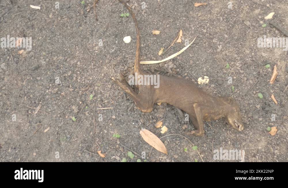 Wildlife tragedy Stock Videos & Footage - HD and 4K Video Clips - Alamy