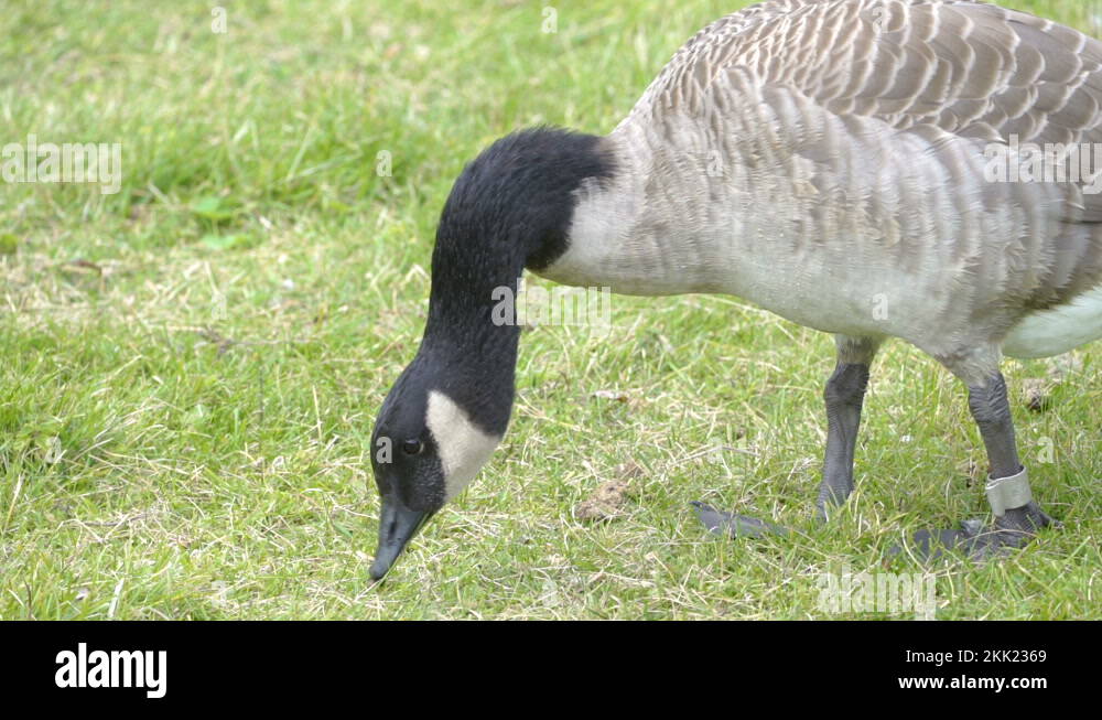 Long neck goose Stock Videos & Footage - HD and 4K Video Clips - Alamy