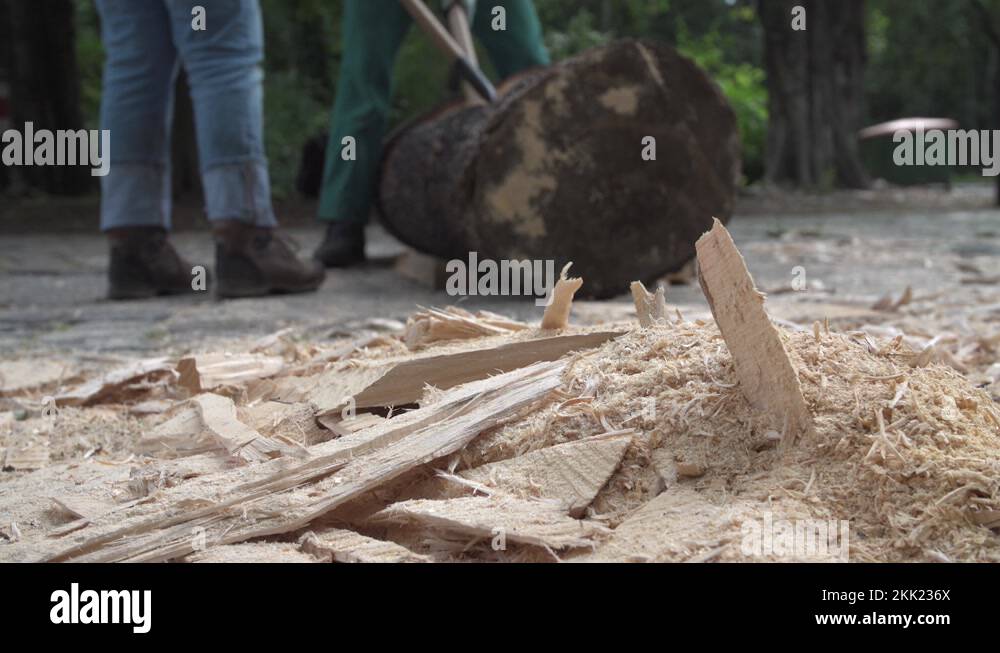 Hollowing trunk Stock Videos & Footage - HD and 4K Video Clips - Alamy Hollowing trunk Stock Videos & Footage - HD and 4K Video Clips - Alamy