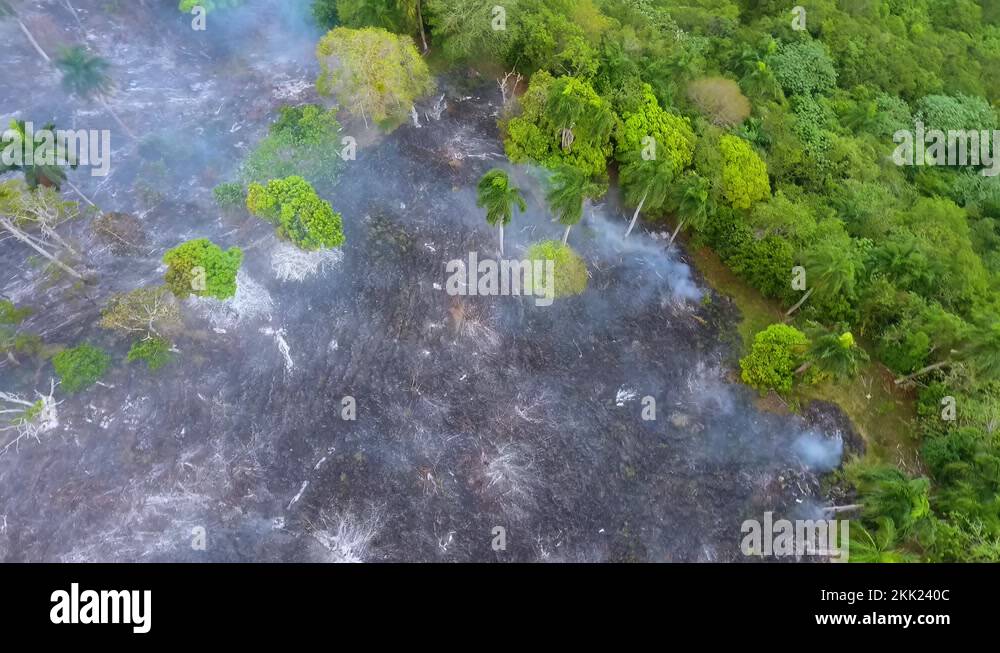 Rainforest fire aerial Stock Videos & Footage - HD and 4K Video Clips ...