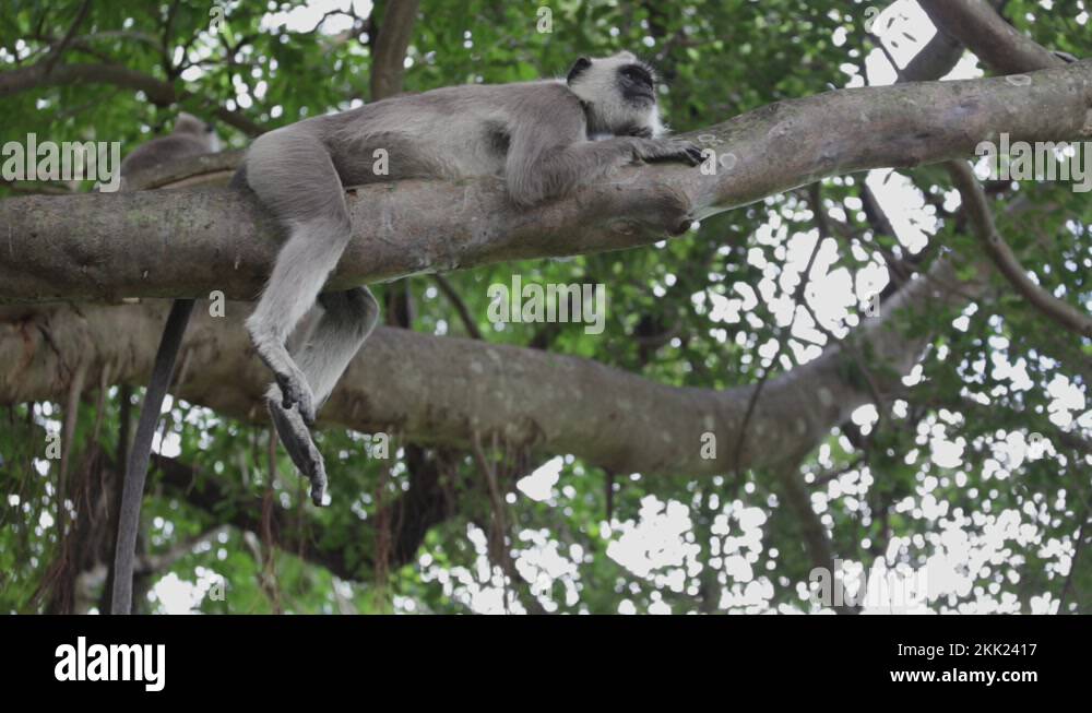 Monkey tall tree Stock Videos & Footage - HD and 4K Video Clips - Alamy