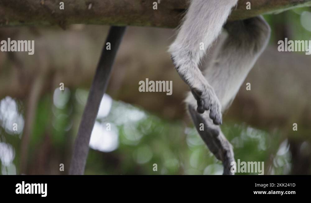 Cartoon illustration monkey in safari Stock Videos & Footage - HD and ...