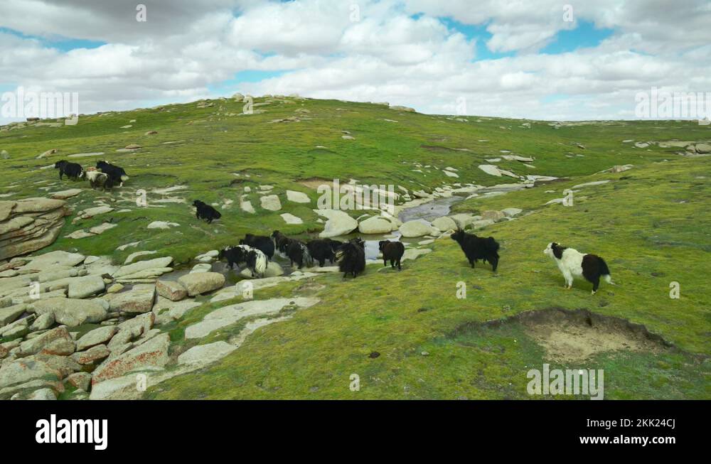 Altitude pastures Stock Videos & Footage - HD and 4K Video Clips - Alamy