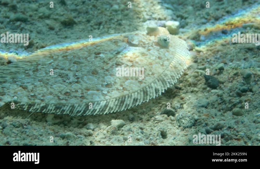Closeup of the Flounder fish slowly swims on sandy bottom in sunlight ...