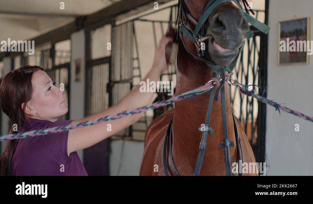 Excited horse Stock Videos & Footage - HD and 4K Video Clips - Alamy