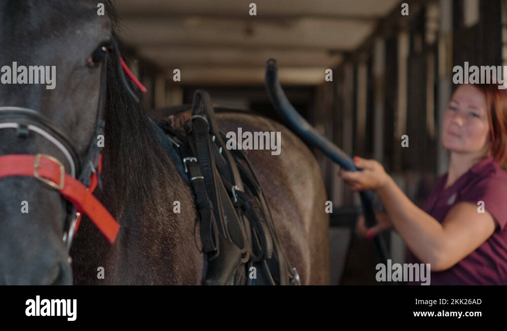 Equestrian equipment horse trappings Stock Videos & Footage - HD and 4K ...