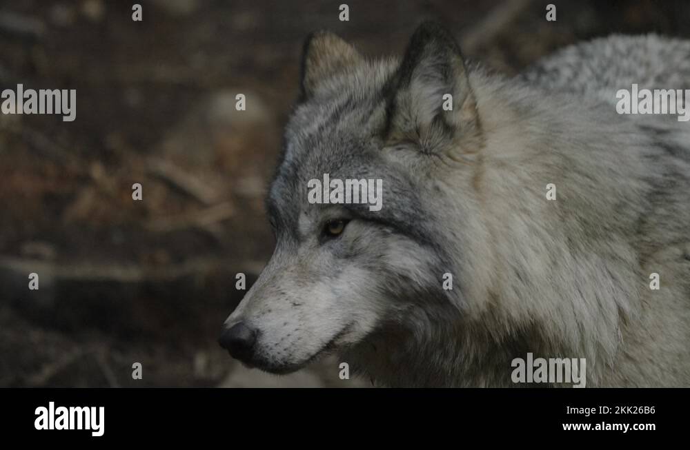Wolf nose close up Stock Videos & Footage - HD and 4K Video Clips - Alamy