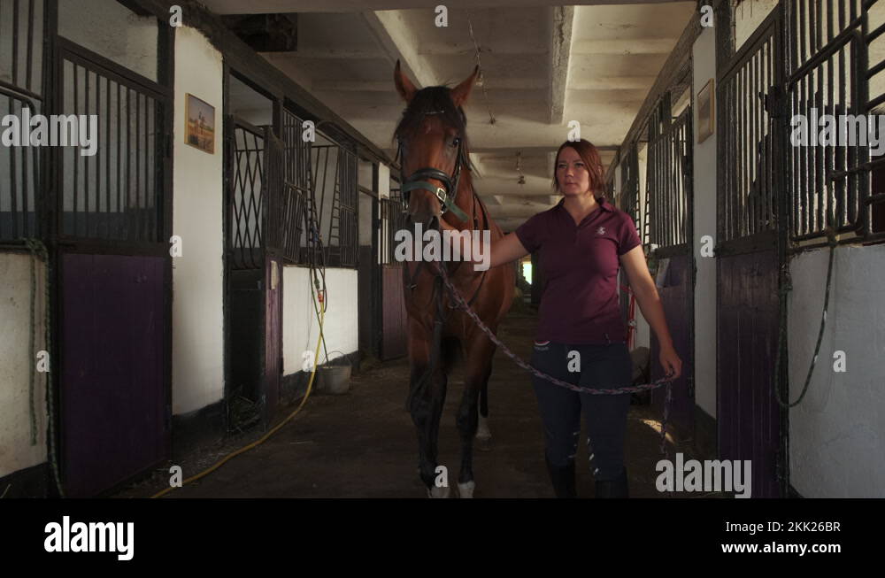 Stable girl leading horse horse Stock Videos & Footage - HD and 4K ...