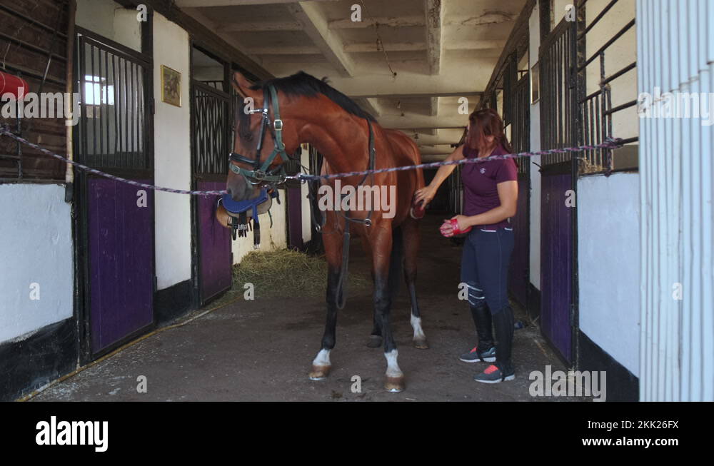 Stallion woman horse Stock Videos & Footage - HD and 4K Video Clips - Alamy