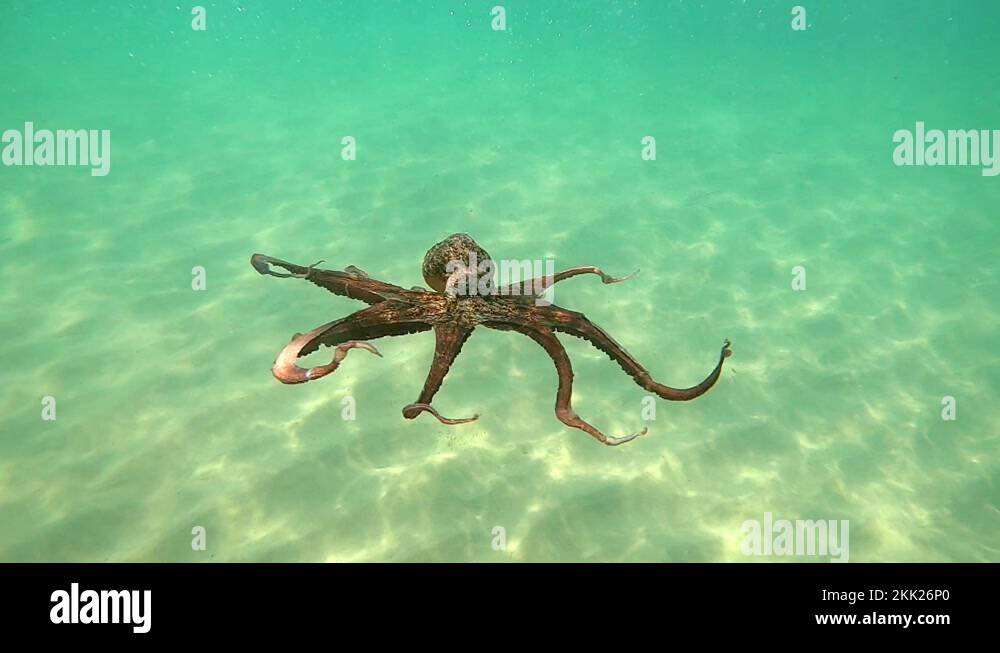 Octopus swimming wild Stock Videos & Footage - HD and 4K Video Clips ...
