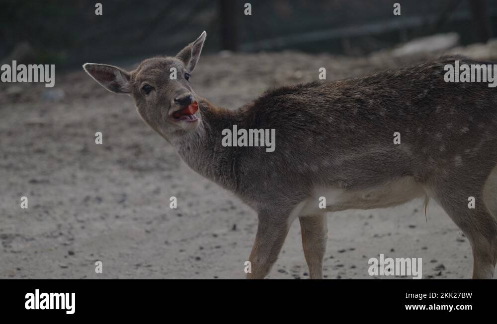 Red Roe Deer Standing While Chewing Its' Food In Forest Park In Parc ...