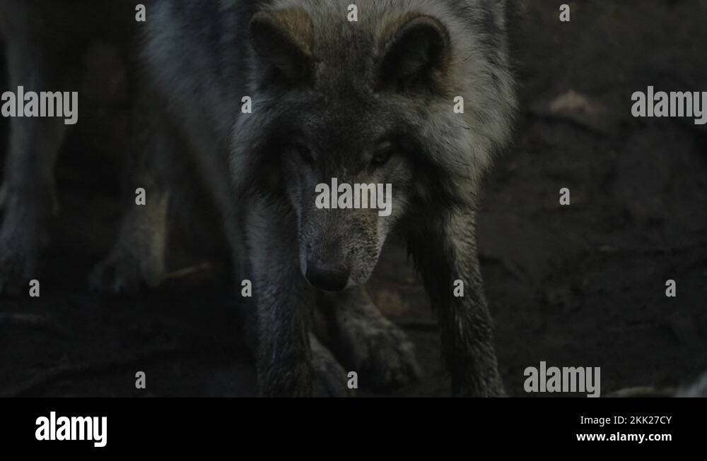 Gray Wolves In The Forest Of Parc Omega In Quebec, Canada. - close up ...
