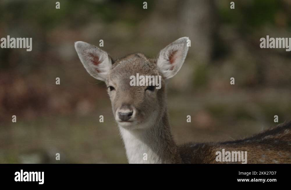 Young Red Deer In A Protected Animal Park - Parc Omega, Quebec Canada ...