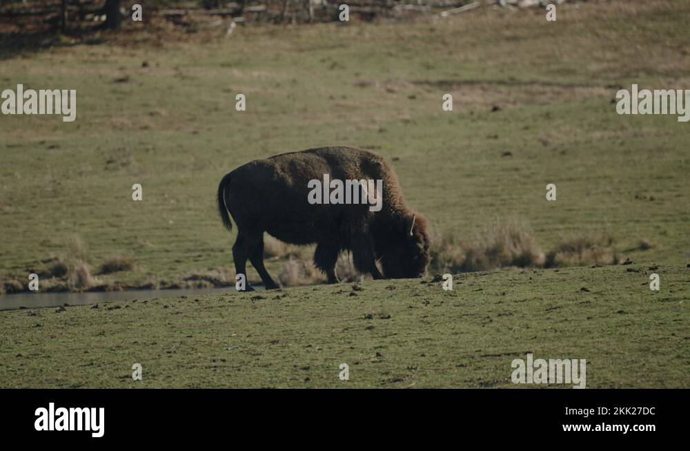Omega park bison Stock Videos & Footage - HD and 4K Video Clips - Alamy