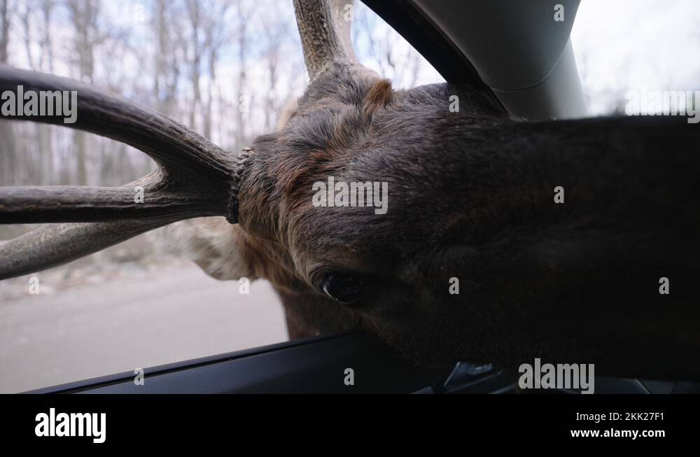 Head shot inside car Stock Videos & Footage - HD and 4K Video Clips - Alamy