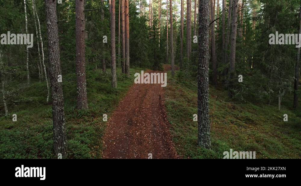 Motion over a forest dirt path used as a hiking trail in forest Stock ...